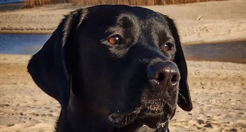 Top 50 Edgy Dog Names - PetPress