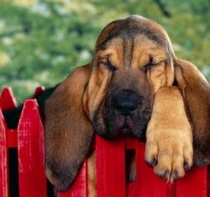 10+ Things Only Bloodhound Owners Will Understand - PetPress
