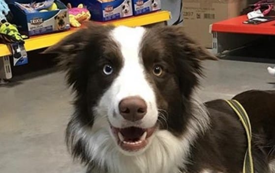 10 Border Collie Dog Jokes - Funny Puns With Border Collies