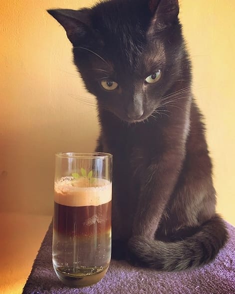 50+ Best Coffee Inspired Cat Names For Your Cute Kittens