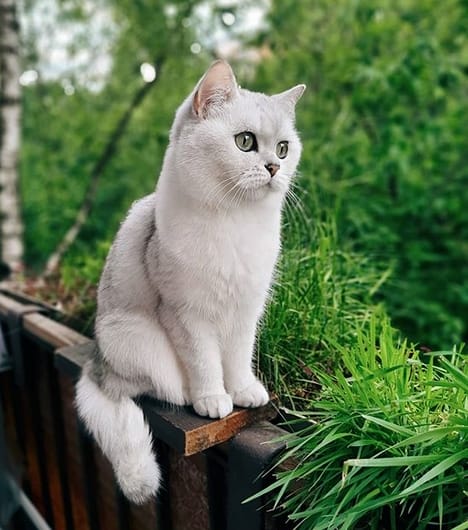 Top 55 Galaxy Cat Names - PetPress