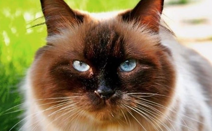 Top 50 Best Male Balinese Cat Names - PetPress