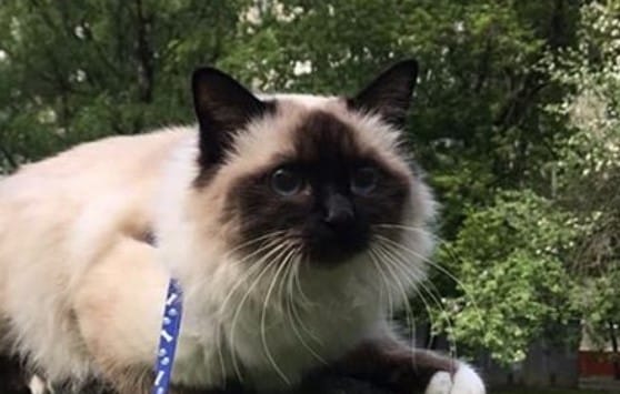 Top 40 Best Female Birman Cat Names For Your Cute Female Birman Cat