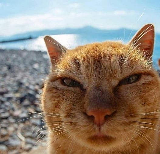 50 Best Human-Like Cat Names for Male Cats - PetPress