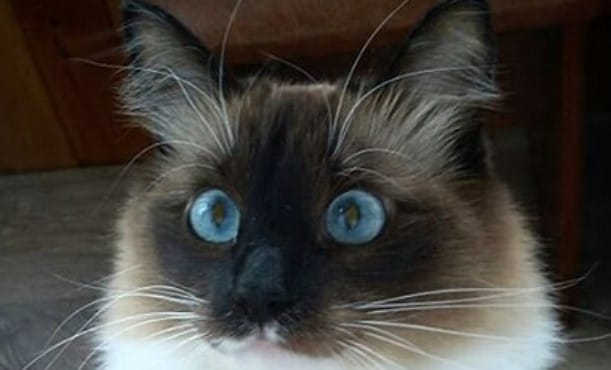 Top 40 Best Male Birman Cat Names That Fits Your Male Birman Cat