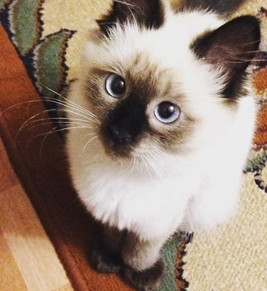 Top 50 Best Male Balinese Cat Names - PetPress