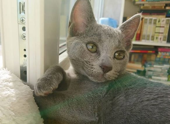 Top 90 Best Male Russian Blue Cat Names - PetPress