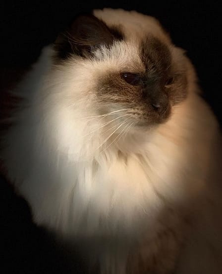 Top 40 Best Male Birman Cat Names That Fits Your Male Birman Cat