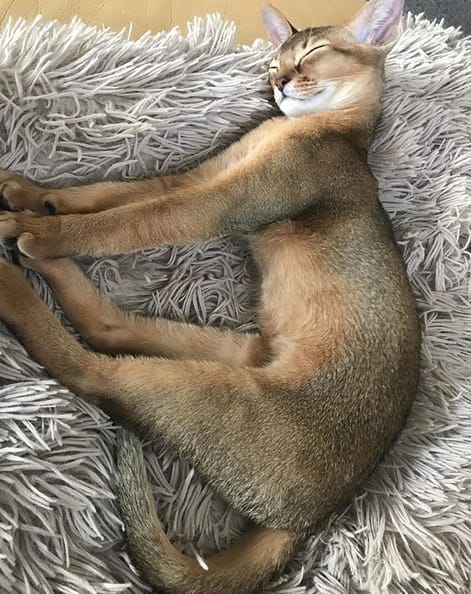 Top 60 Best Female Abyssinian Cat Names - PetPress