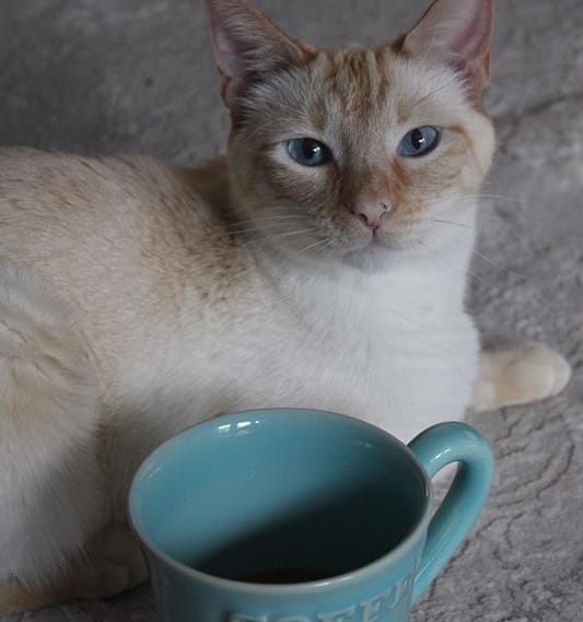 50+ Best Coffee Inspired Cat Names For Your Cute Kittens