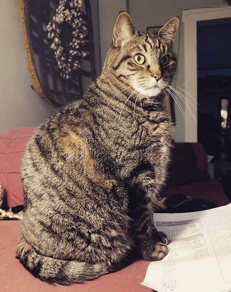 Top 55 Galaxy Cat Names - PetPress