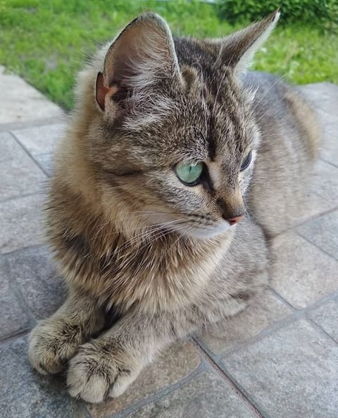 35 Best Short Cat Names – Best List of Ideas - PetPress