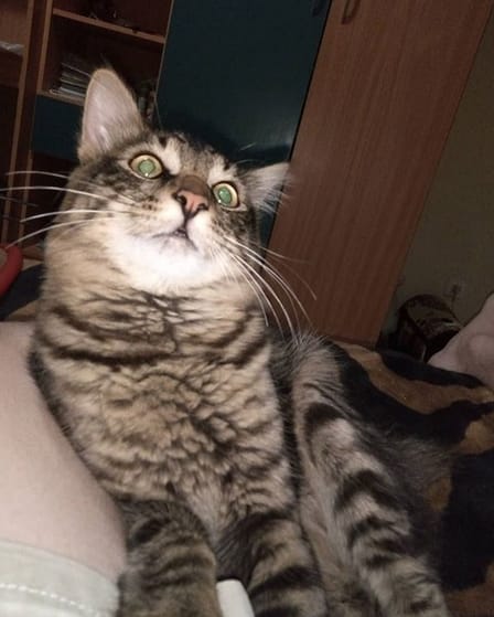 Top 30 Best Female American Bobtail Cat Names - PetPress