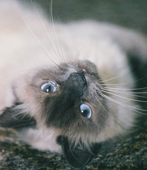 Top 50 Best Female Balinese Cat Names - PetPress