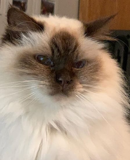 Top 40 Best Female Birman Cat Names For Your Cute Female Birman Cat