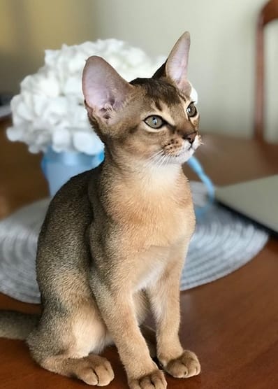 Top 60 Best Female Abyssinian Cat Names - PetPress