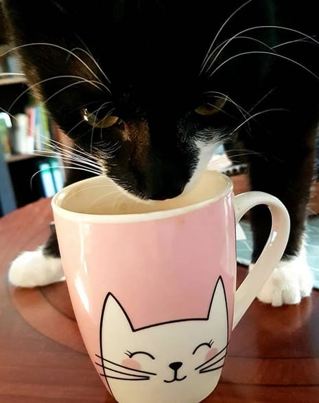 50+ Best Coffee Inspired Cat Names For Your Cute Kittens
