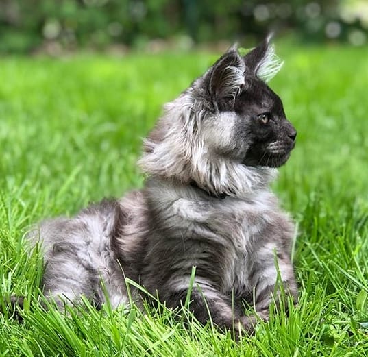 Top 55 Galaxy Cat Names - PetPress