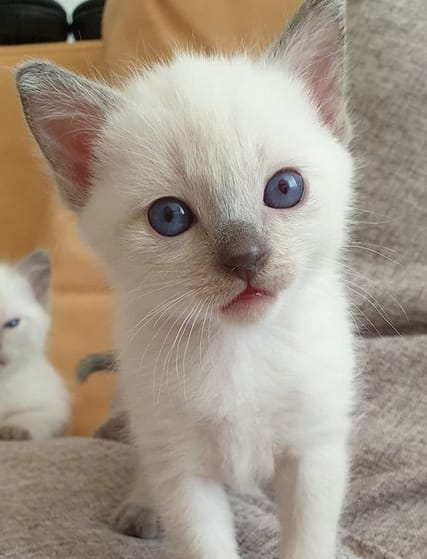 35 Best Short Cat Names – Best List of Ideas - PetPress