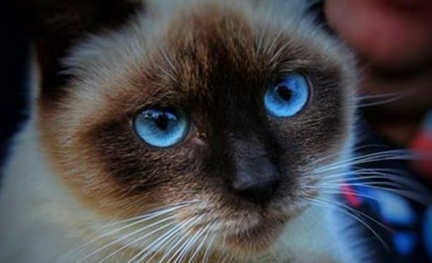 Best Siamese Cat Names - Best Way To Name Your Siamese Cat - PetPress
