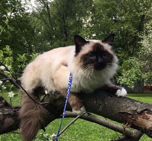 Top 40 Best Female Birman Cat Names For Your Cute Female Birman Cat