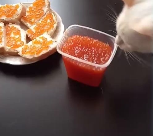 Top 250 Food Cat Names For Your Cute And Adorable Kittens