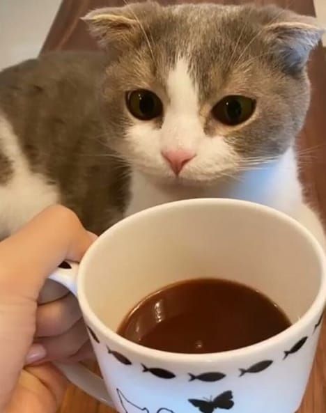 50+ Best Coffee Inspired Cat Names For Your Cute Kittens