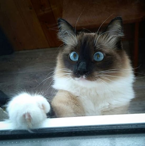 Top 40 Best Male Birman Cat Names That Fits Your Male Birman Cat