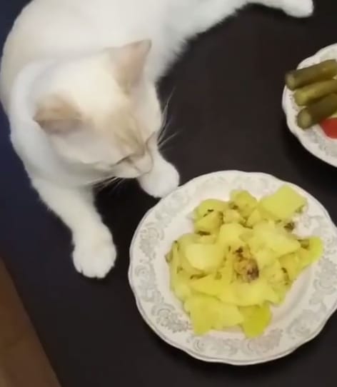 Top 250 Food Cat Names For Your Cute And Adorable Kittens