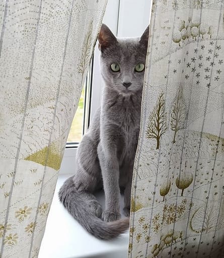 Top 90 Best Female Russian Blue Cat Names - PetPress