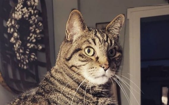 Top 55 Galaxy Cat Names - PetPress