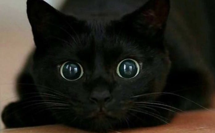 50+ Best Human-Like Cat Names for Female Cats - PetPress