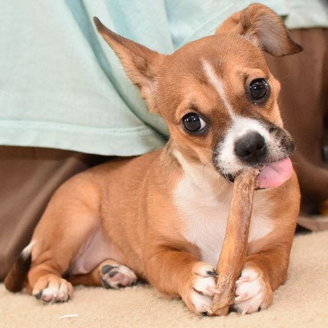 18 Utterly Amazing Chihuahua Mixes You Need In Your Life - PetPress