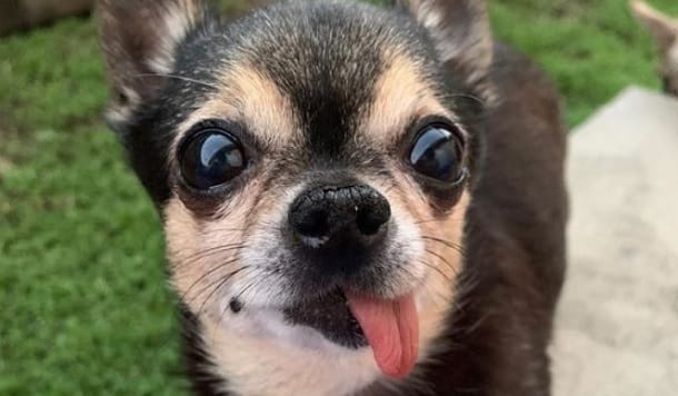 14 Funny Chihuahua Memes That Will Make You Smile! - PetPress