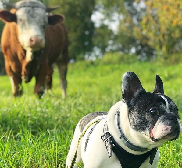 100 Best Farm Dog Names PetPress 100-best-farm-dog-names-petpress