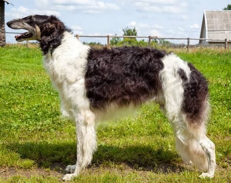 170+ Slavic Dog Names - Popular Male & Female Slavic Dog Name Ideas