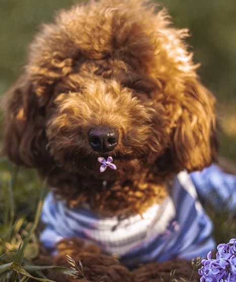 100+ Dog Names Inspired By Bears - PetPress