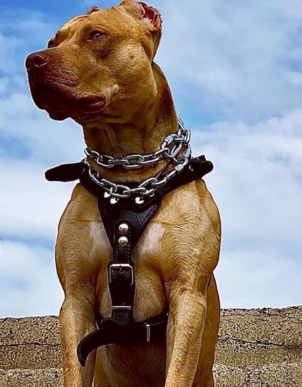 150+ Best Heavy Metal Dog Names - PetPress