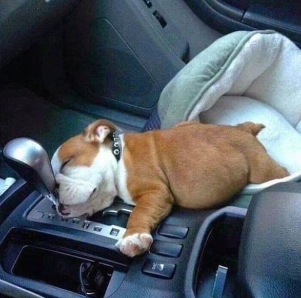 Top 45 Best Truck Dog Names - PetPress