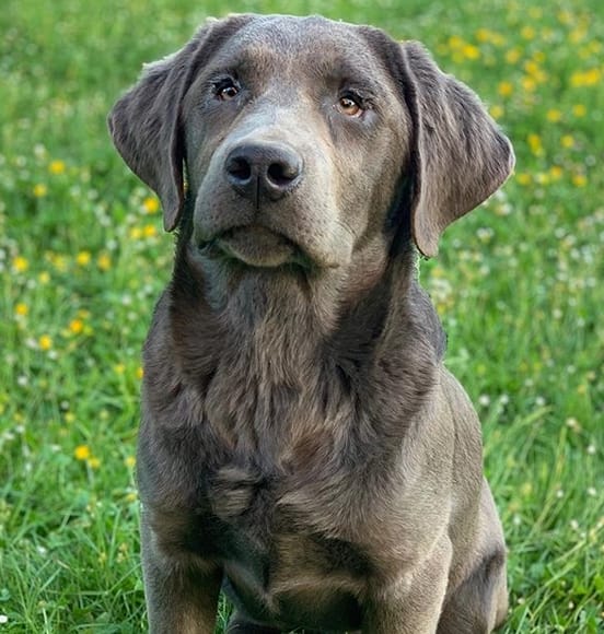 100 Unique Silver Labrador Dog Names - PetPress