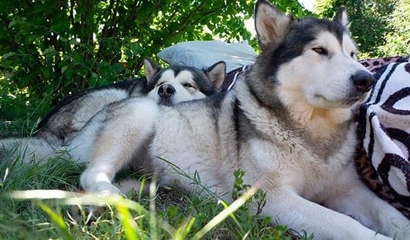 30+ Best Sister Dog Names - PetPress