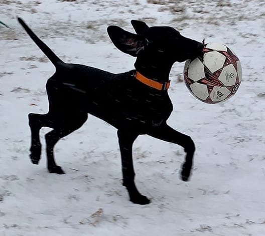 100+ Best Soccer Dog Names For Your Cute Puppies