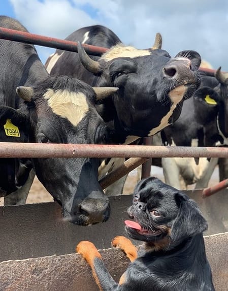 100+ Best Farm Dog Names - PetPress