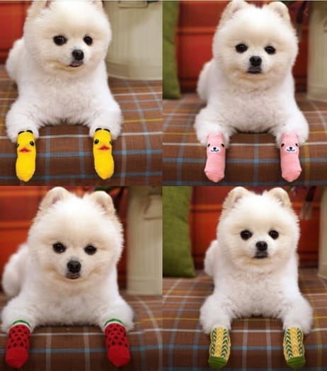 50+ Best Korean Dog Names With Meanings That You Love