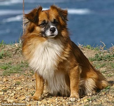 170+ Slavic Dog Names - Popular Male & Female Slavic Dog Name Ideas