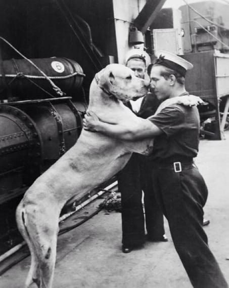 Top 30 Awesome Marine Inspired Dog Names - PetPress