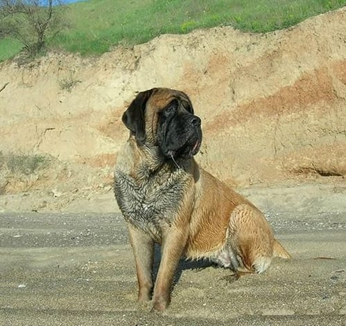 Top 50 Edgy Dog Names - PetPress