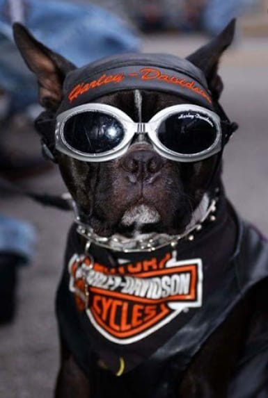 150+ Best Heavy Metal Dog Names - PetPress