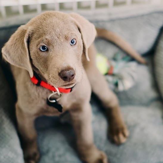 100 Unique Silver Labrador Dog Names - PetPress