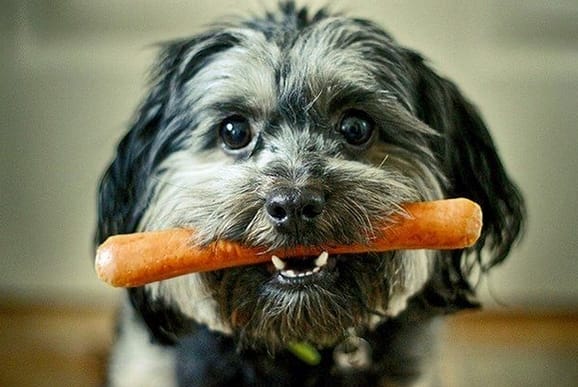 30+ Spicy Female Dog Names For Spicy Food Lovers